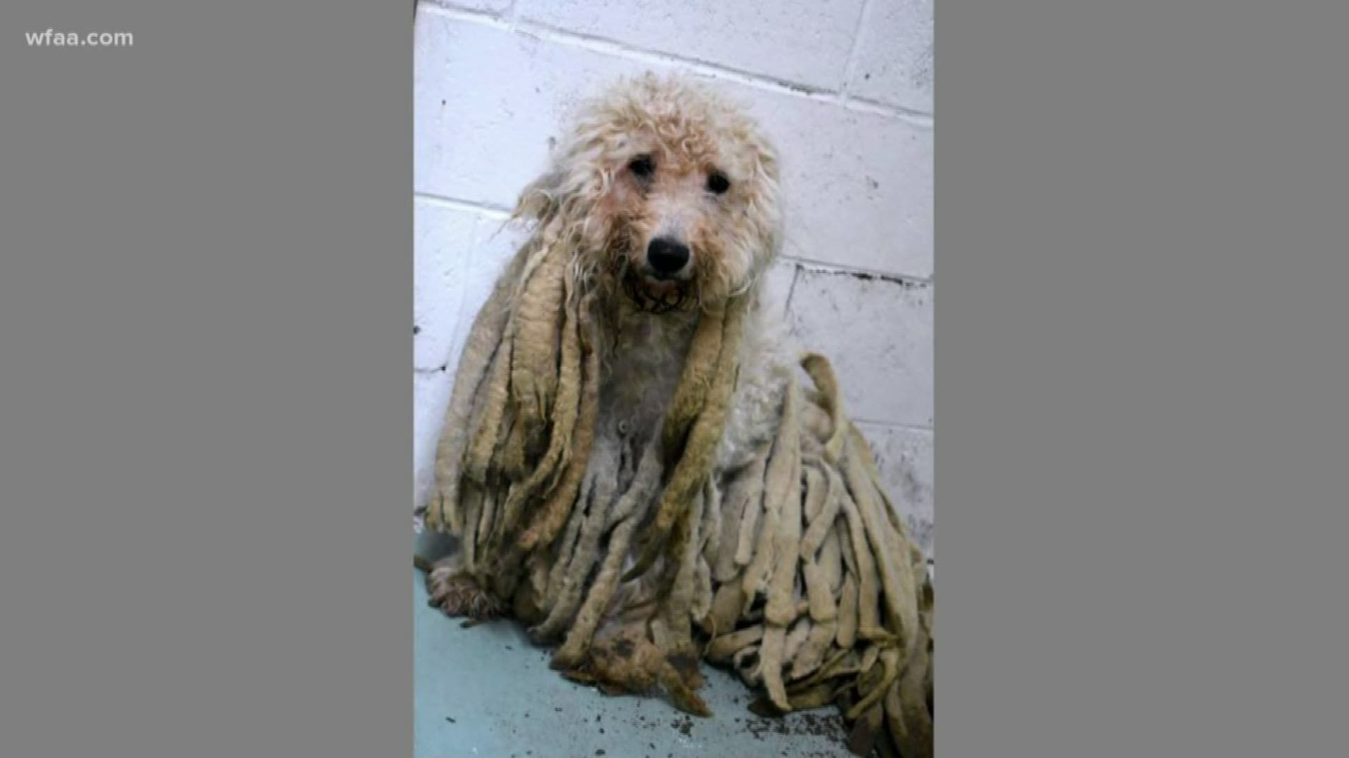 Neglected dog with 5 pounds of knots gets makeover | khou.com