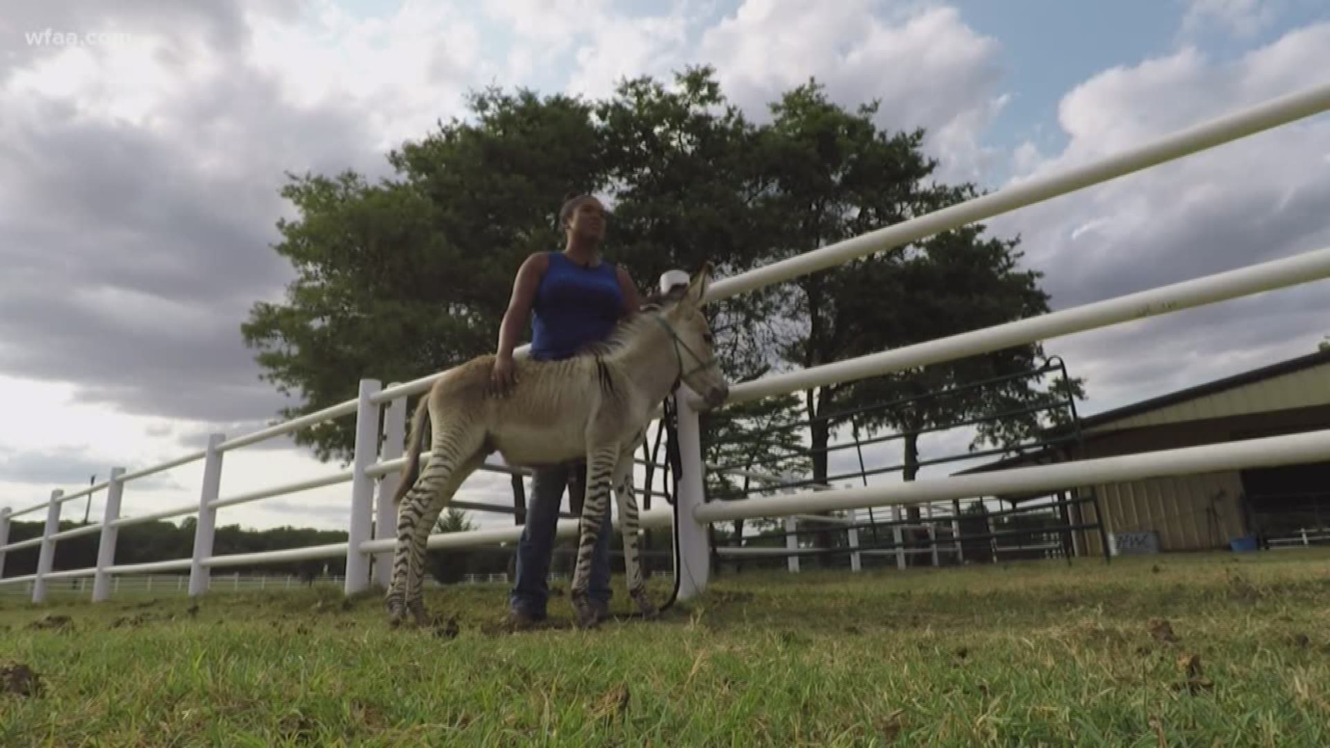 Forget a donkey painted like a zebra – meet a real 'Zonkey' living in ...