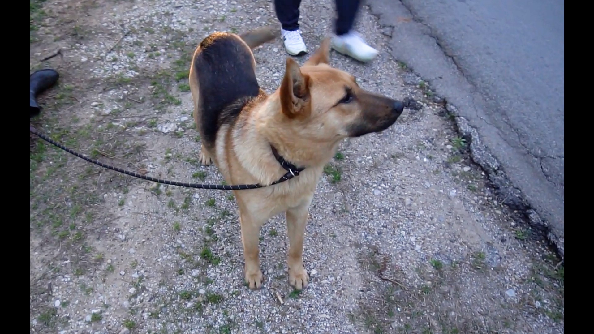 Reward offered for info on dog disposal near Dowdy Ferry Road | khou.com