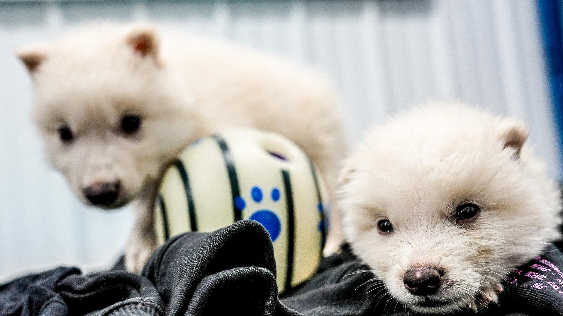 Extinct dire wolves reborn in Texas: Colossal's genetic breakthrough ...