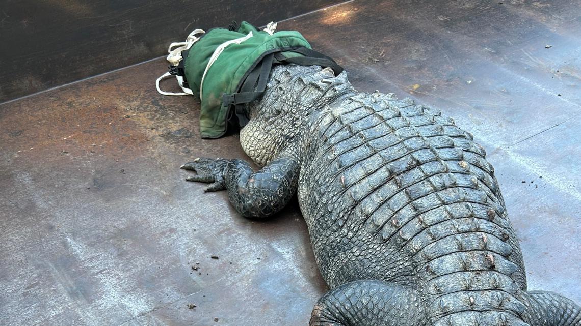 10-foot alligator removed from Eagle Mountain Lake | khou.com