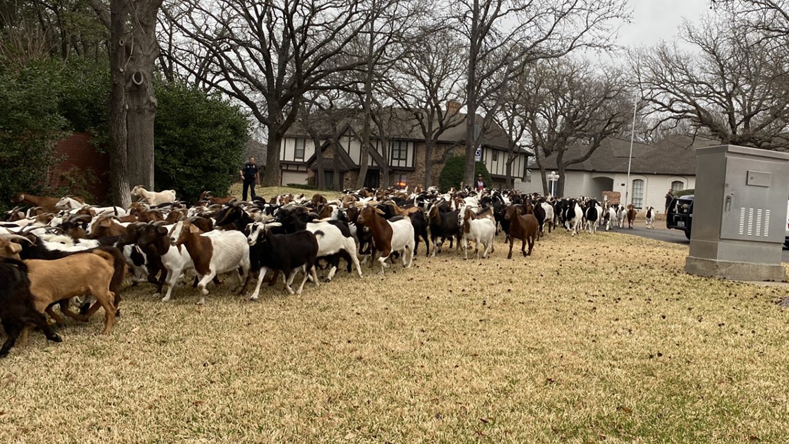 Arlington goats on loose near Brown Boulevard | khou.com