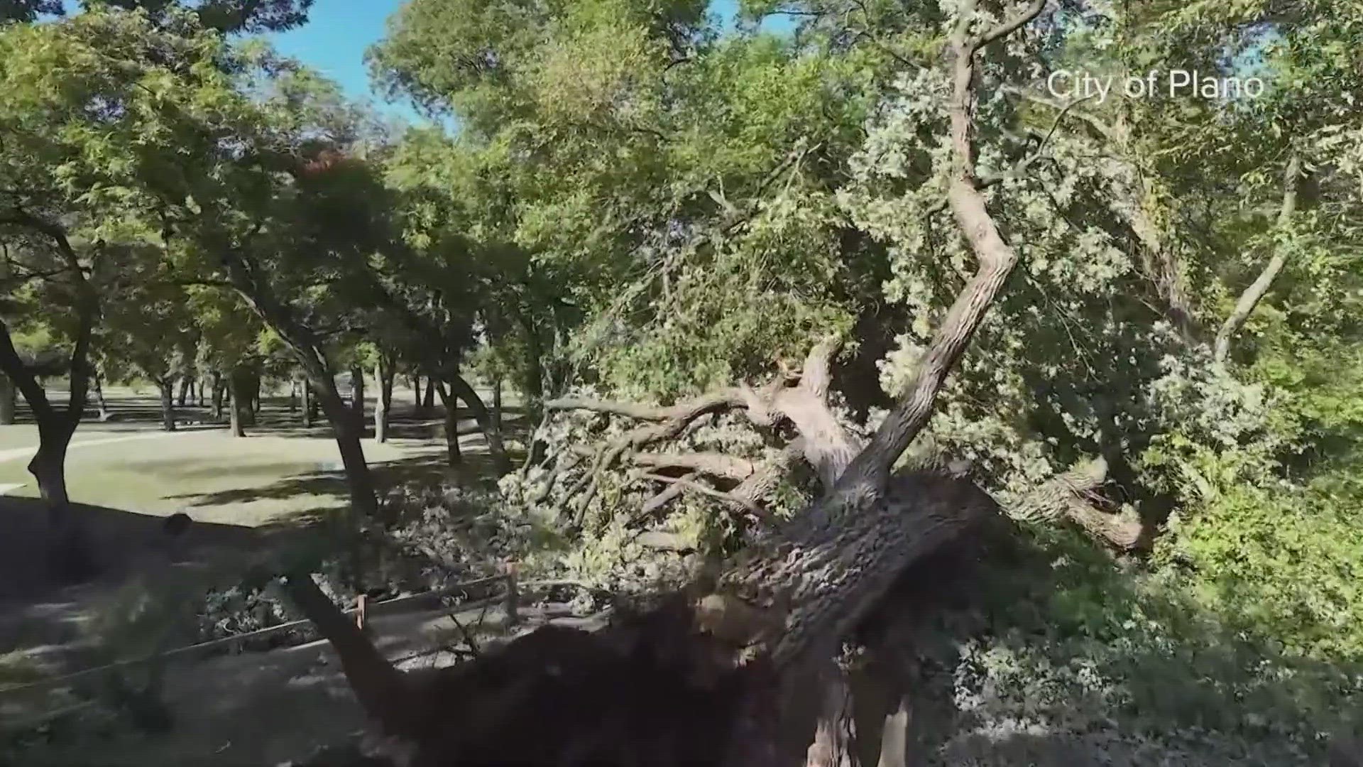 Oldest, largest tree in North Texas collapses during storm | khou.com