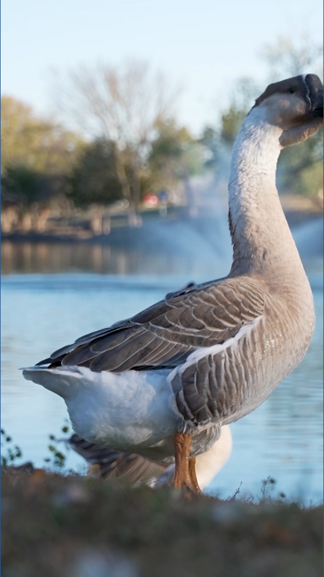 Geese attack leaves 72-year-old North Texas woman hospitalized | khou.com