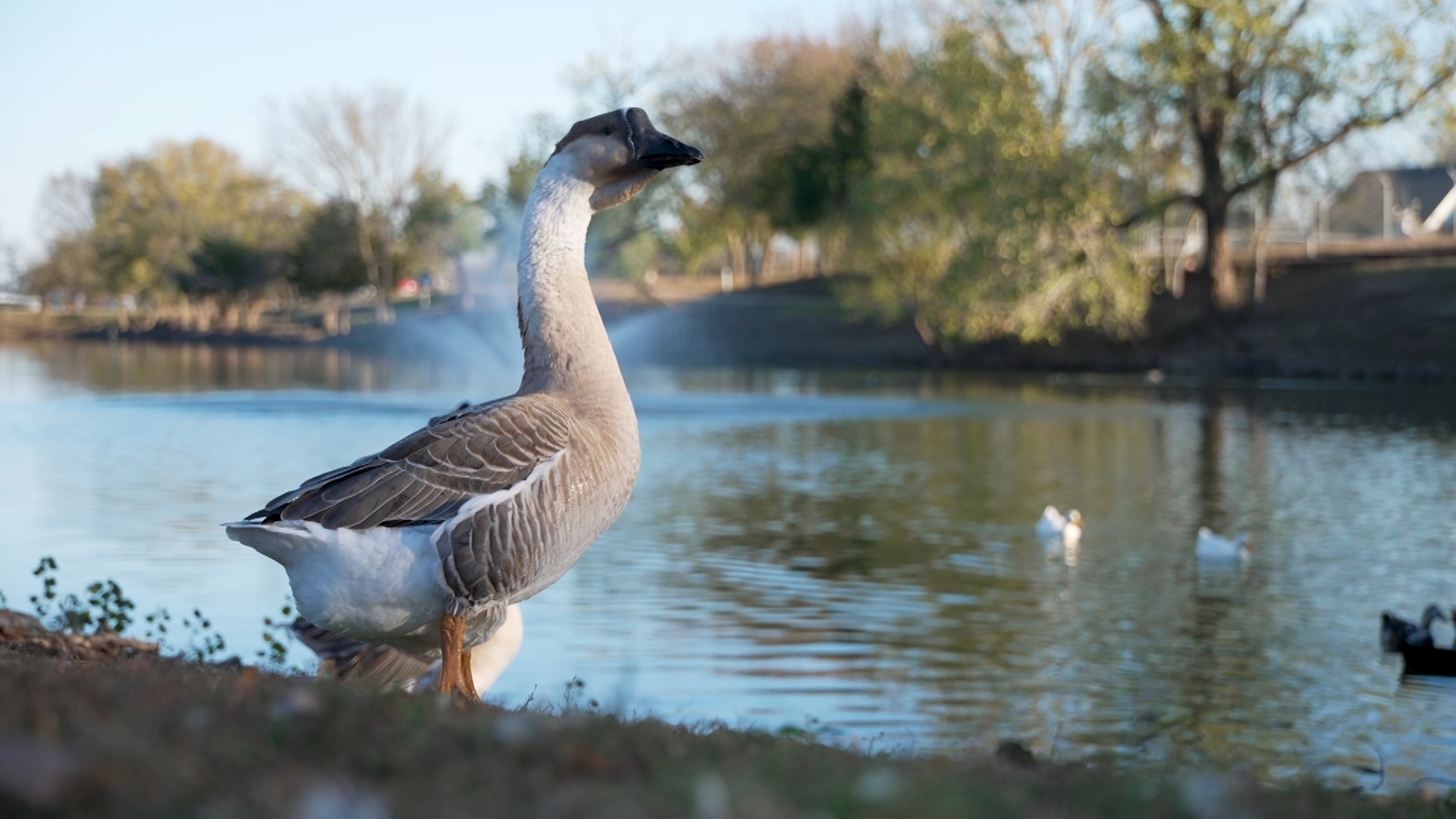 Geese attack leaves 72-year-old North Texas woman hospitalized | khou.com