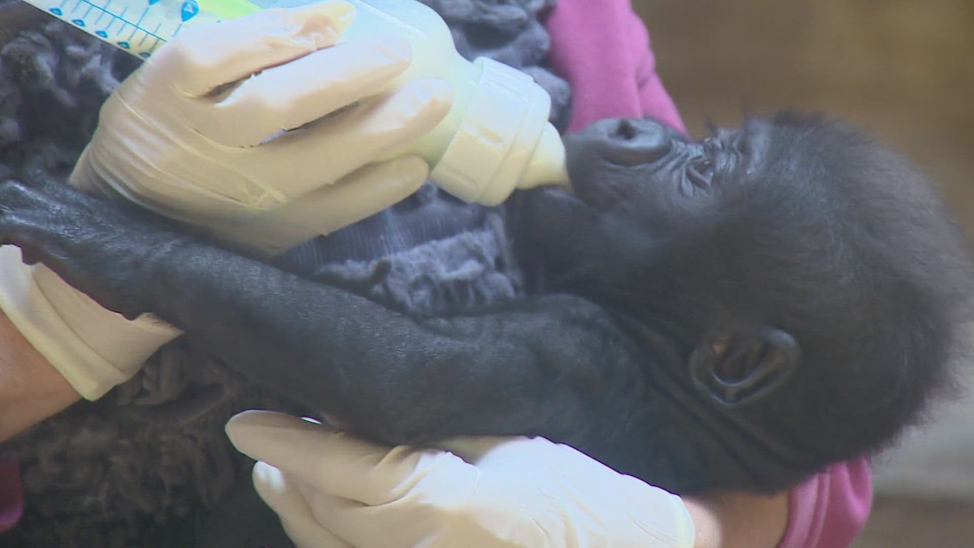 Fort Worth Zoo says baby gorilla to be transferred to Cleveland | khou.com