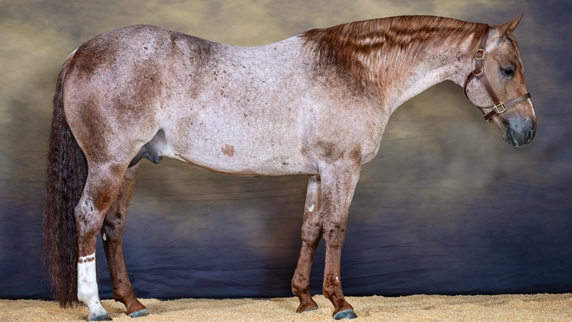 Texas horse auction hits $28M, record $5.6M stallion sale | khou.com