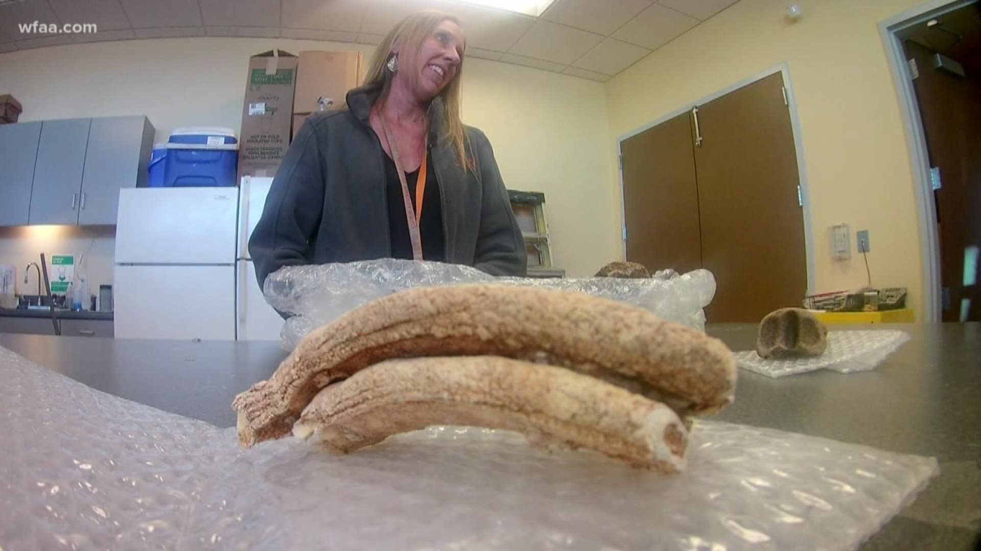 Mammoth tooth, ice age bison bones discovered at DFW | khou.com