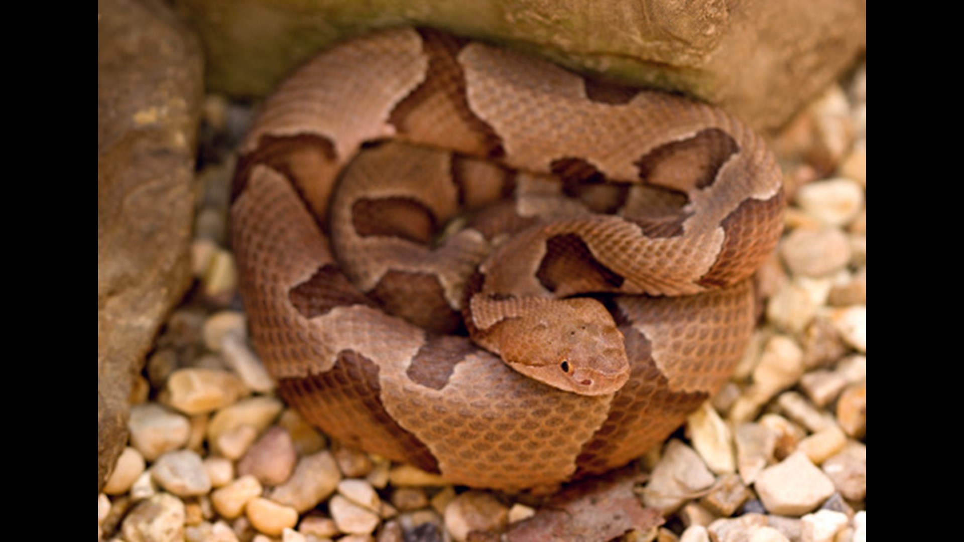 Black Snakes vs Copperheads: What You Need to Know | khou.com