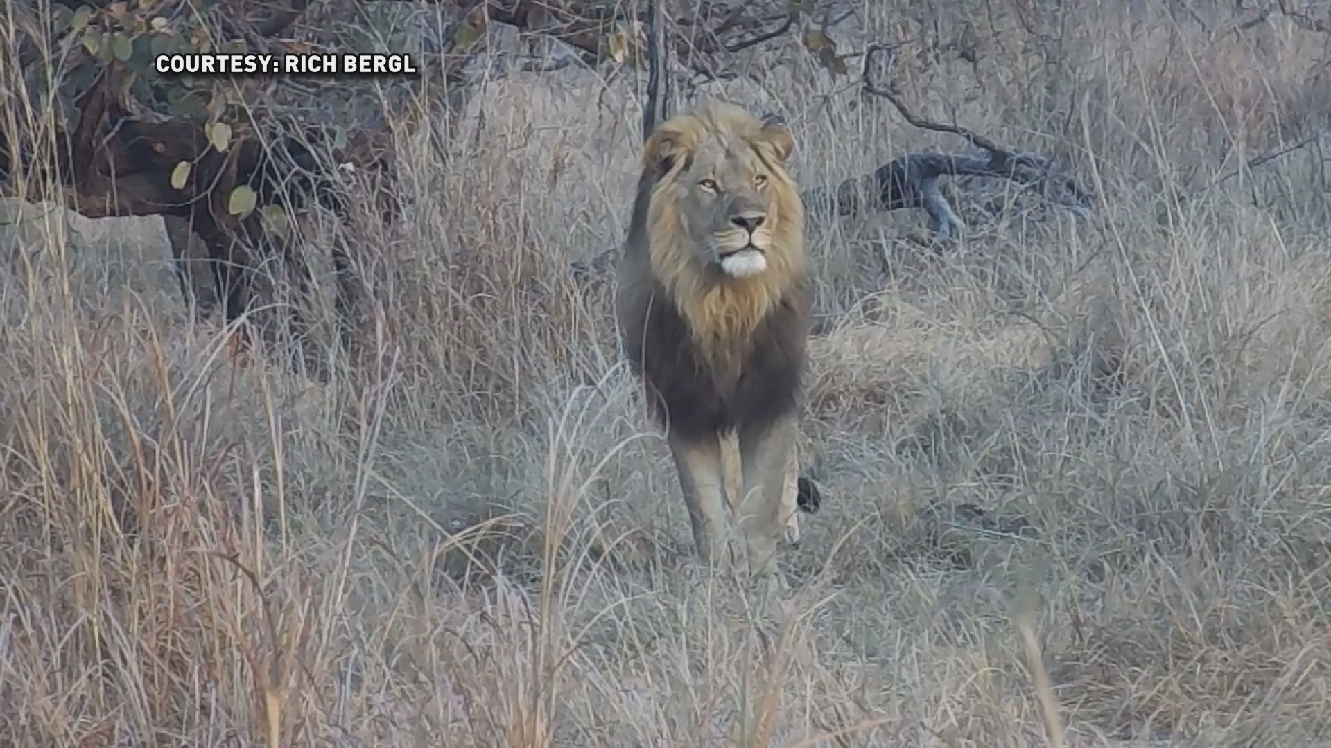 Saving The Animals: NC Zoo Develops Tool To Stop Poaching | khou.com