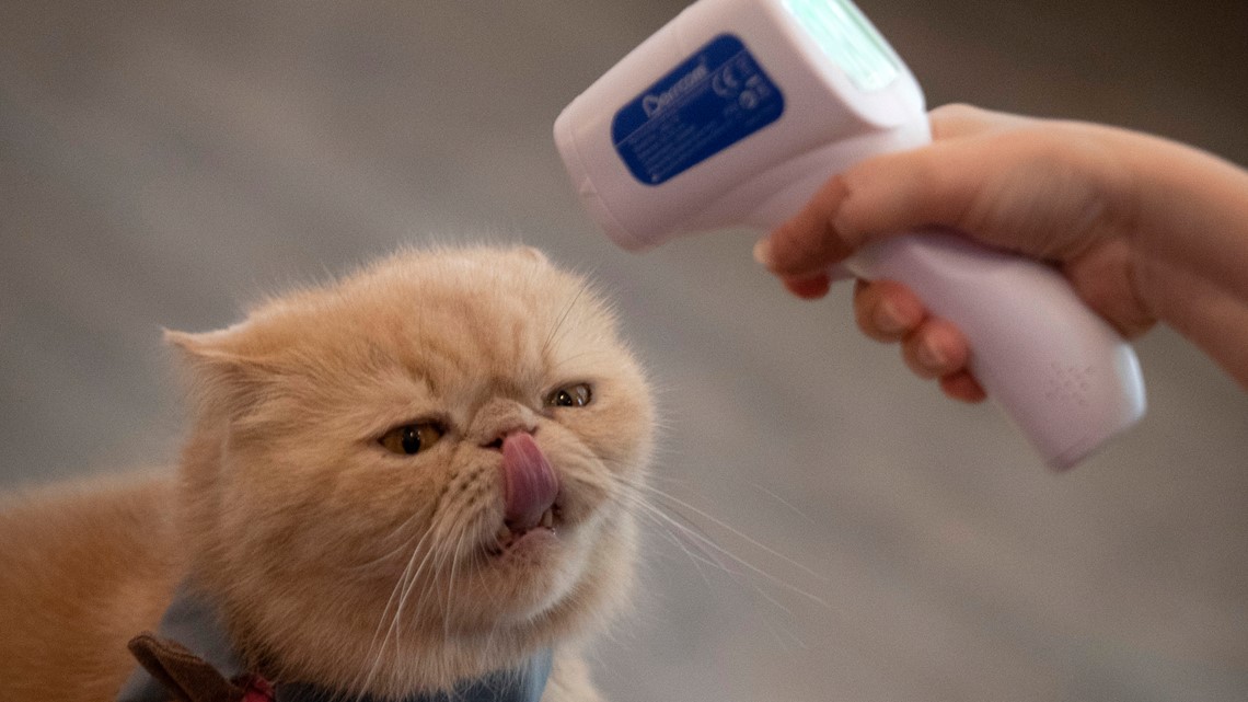 Family's 16-year-old cat euthanized after it got COVID-19 | khou.com