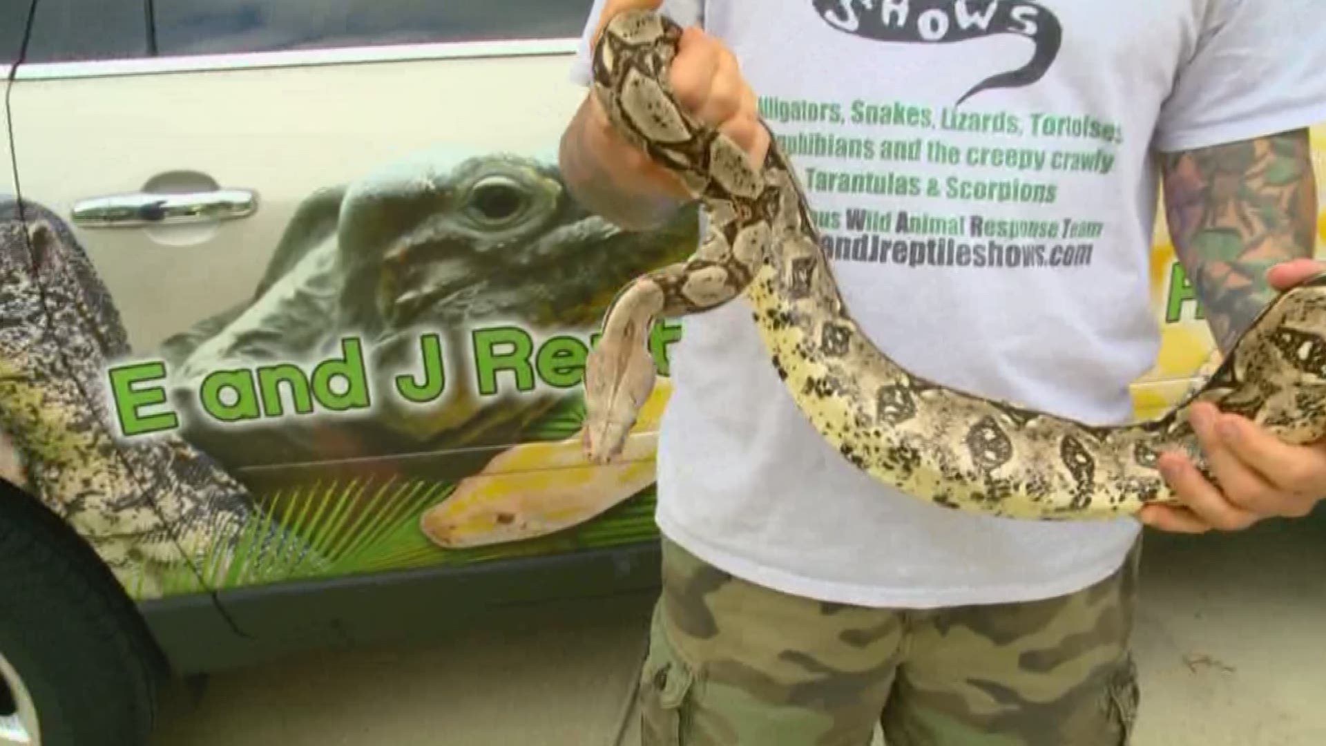 Ohio woman describes being attacked by her pet boa constrictor | khou.com