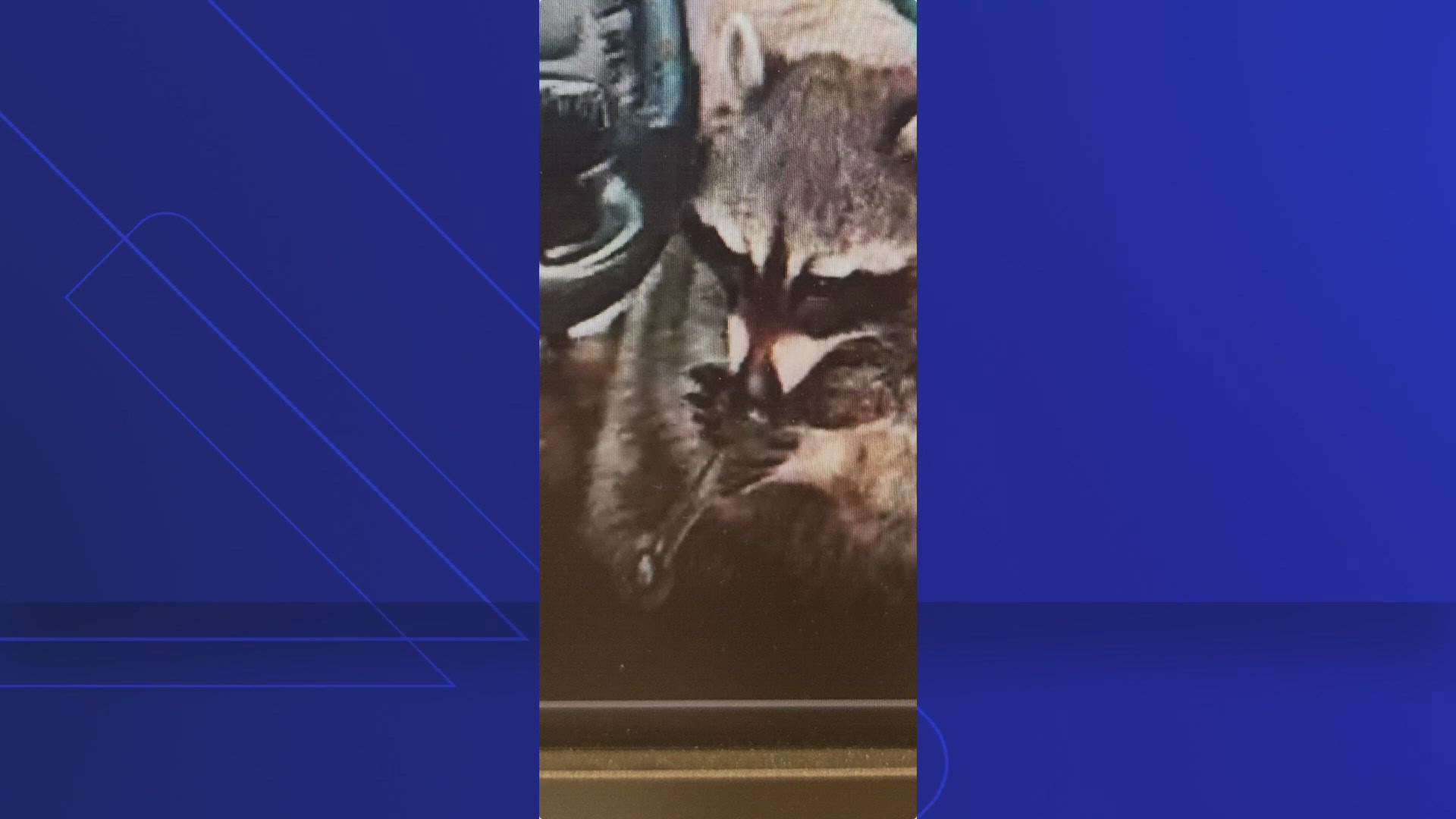 Raccoon with meth pipe shocks officers during traffic stop in Ohio ...