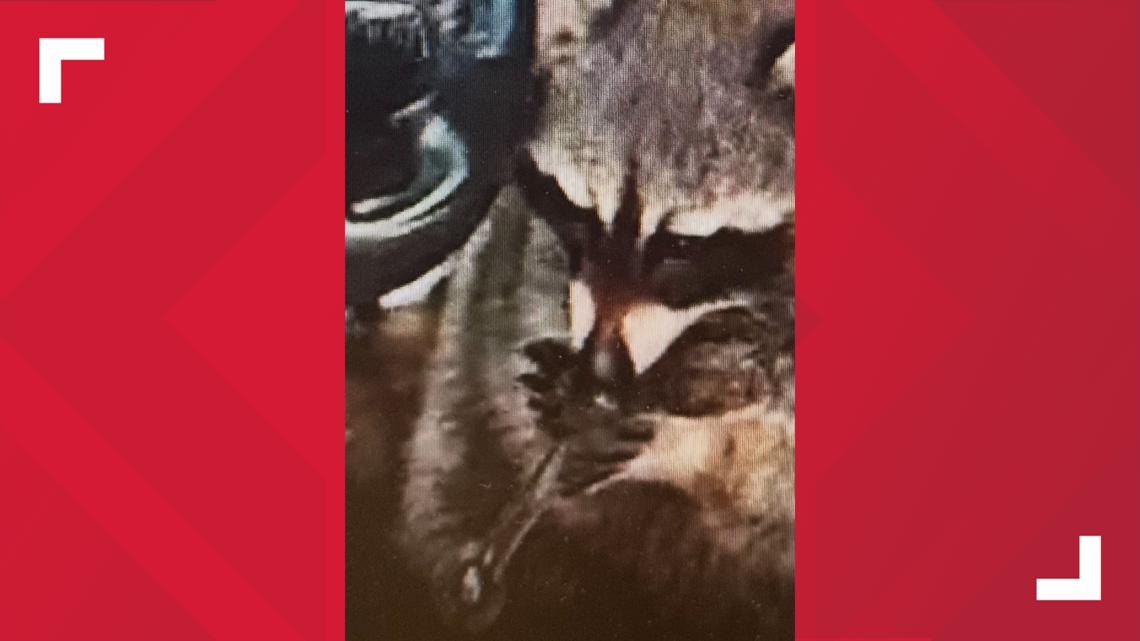 Raccoon with meth pipe shocks officers during traffic stop in Ohio ...