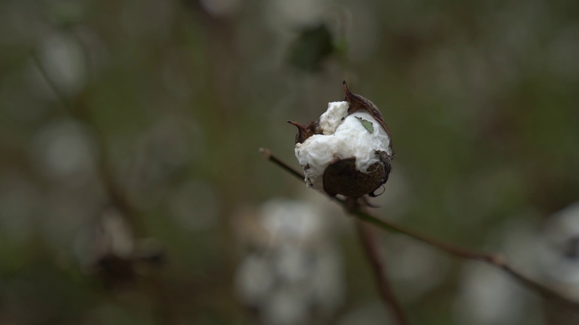 Texas drought costing state $2B through cotton industry | khou.com
