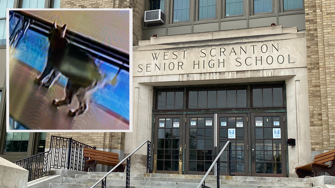 'Bobcat' inside Pa. high school was Clouded Jack house cat | khou.com