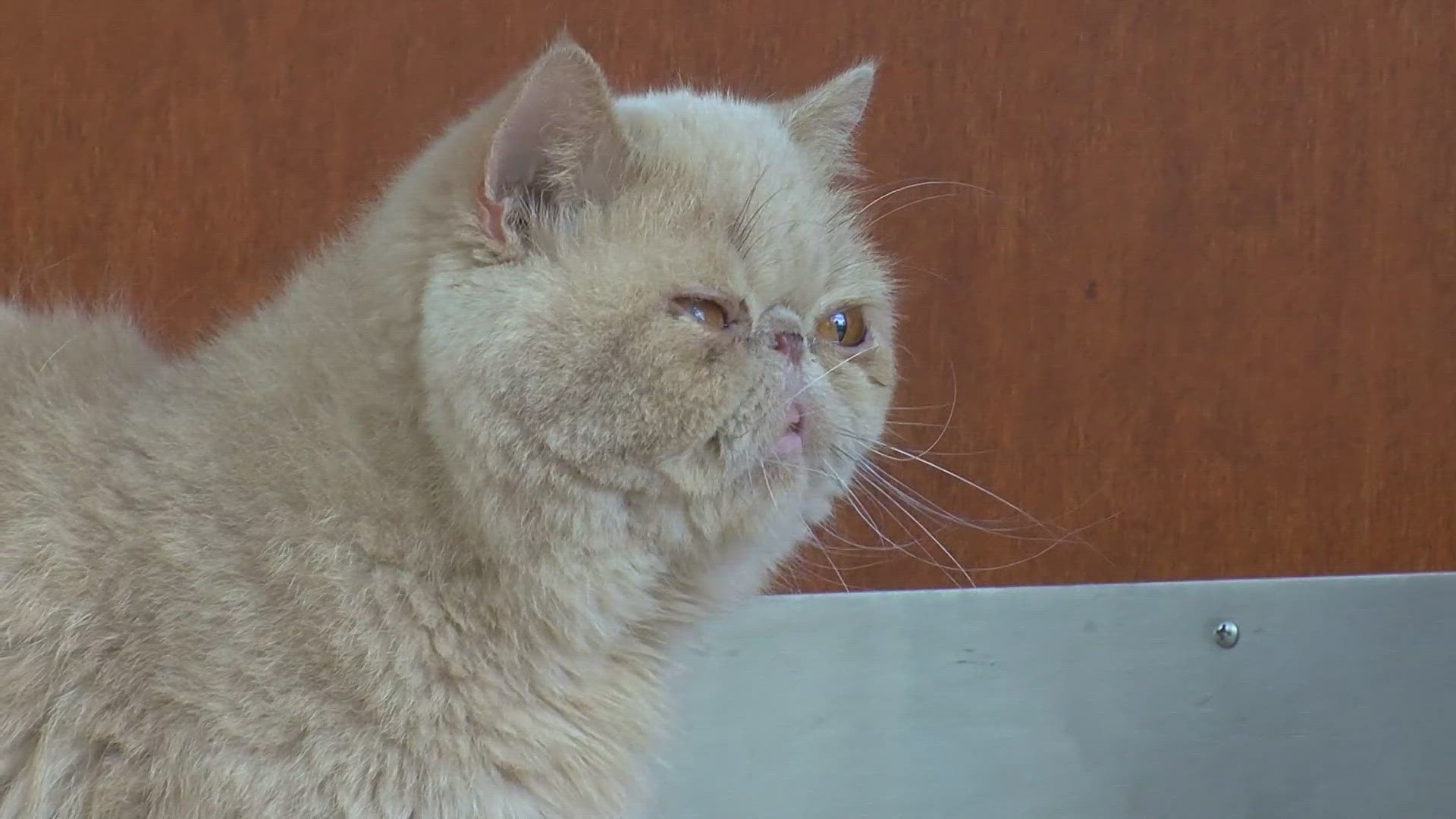 Alexis Sharkey update:Thomas Sharkey kills himself in Florida | khou.com