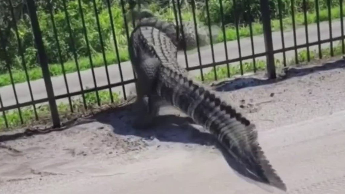 Huge alligator in Florida rips open metal fence with ease | khou.com