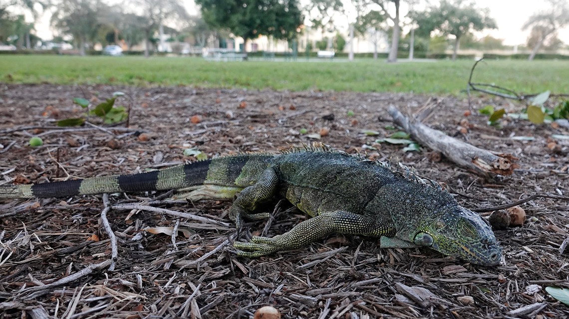 Photos: Frozen iguanas fall from trees in Florida | khou.com