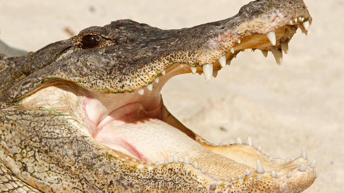 Video shows gator eating python in Florida Everglades | khou.com