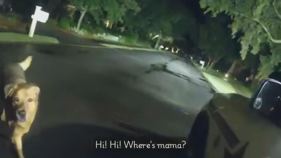 VIDEO: Dog guides deputy to elderly woman who fell on sidewalk | khou.com