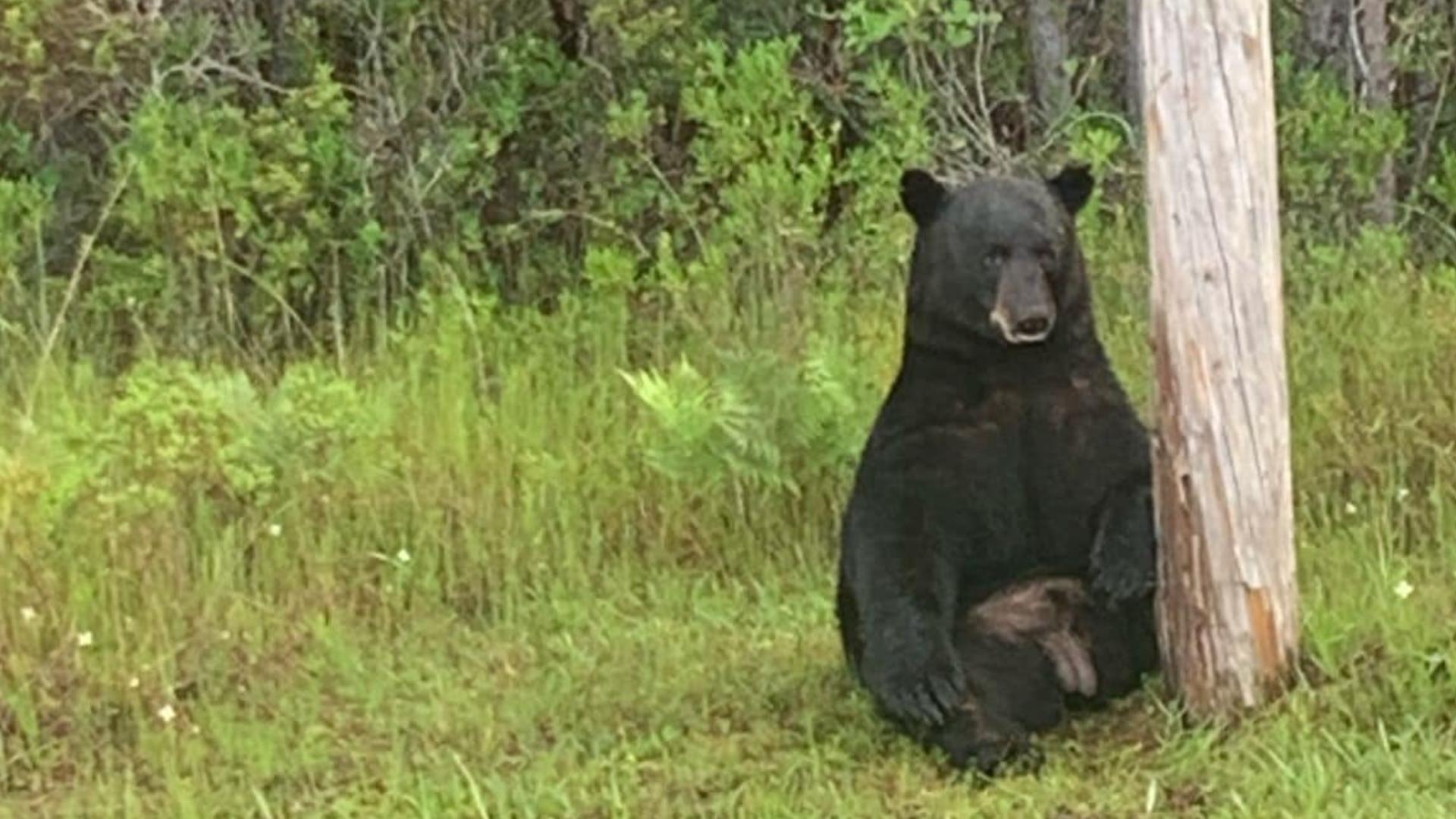 Florida bear 'not in the mood for pictures,' deputies say | khou.com
