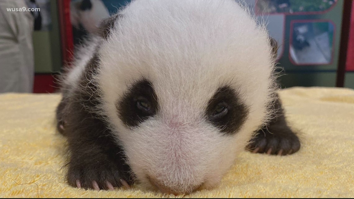 National Zoo baby panda Xiao Qi Ji | khou.com