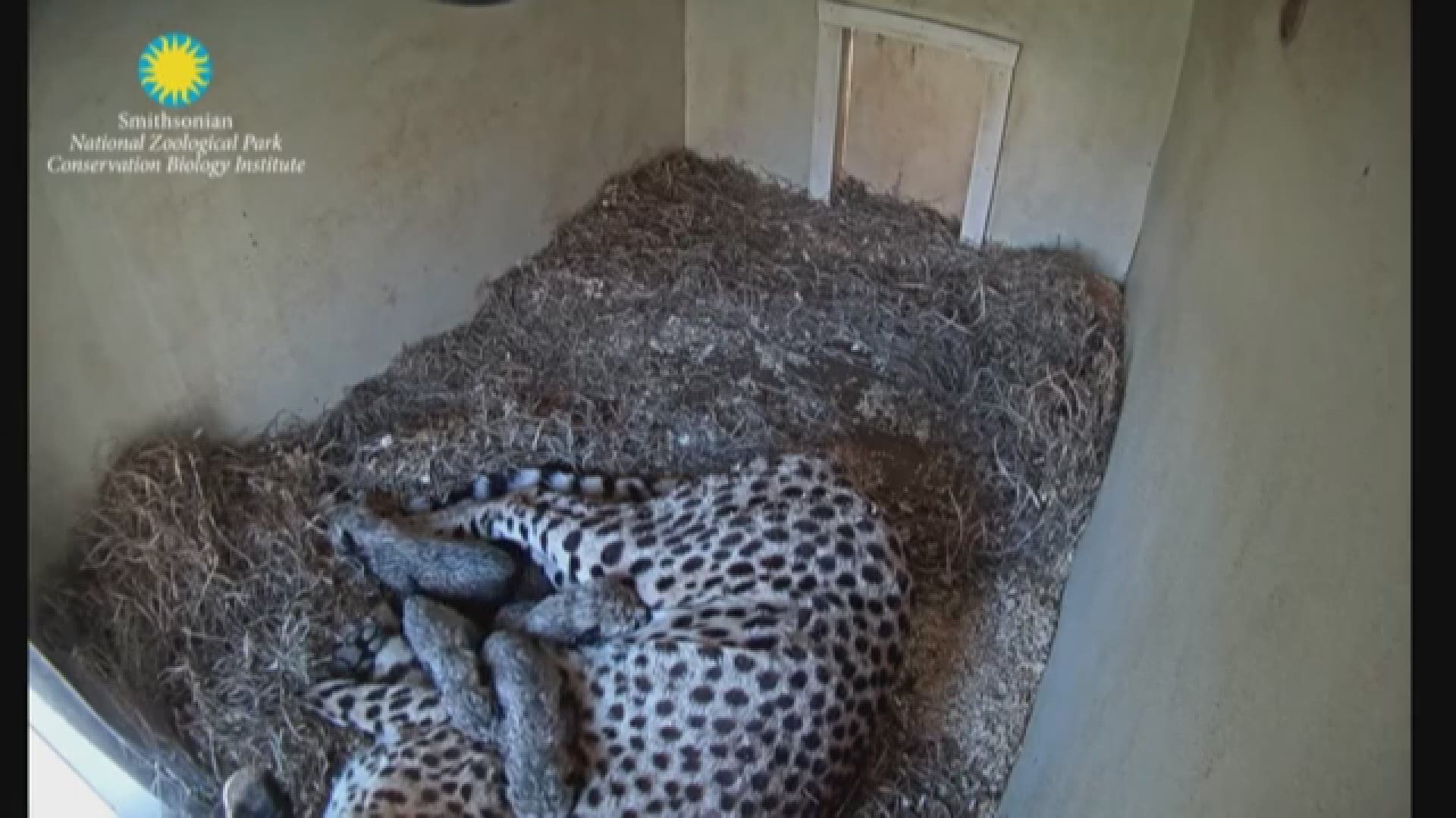 Baby cheetah cubs born at National Zoo | khou.com