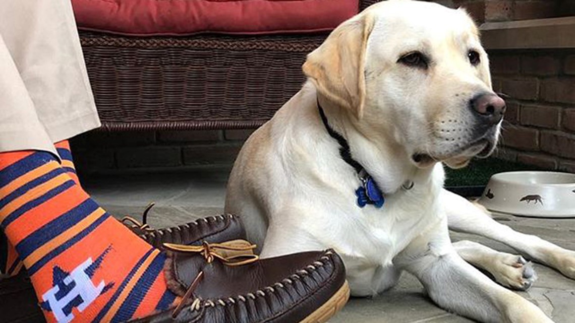 Sully, H.W. Bush's service dog, to serve at Walter Reed Bethesda after ...