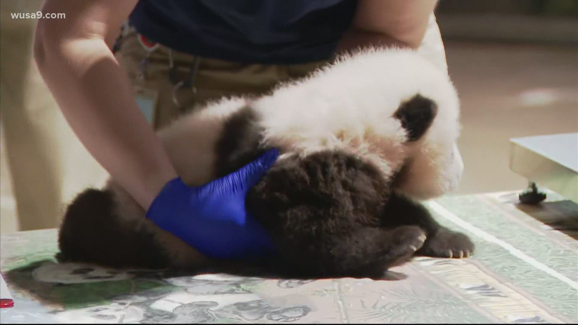 National Zoo baby panda Xiao Qi Ji | khou.com