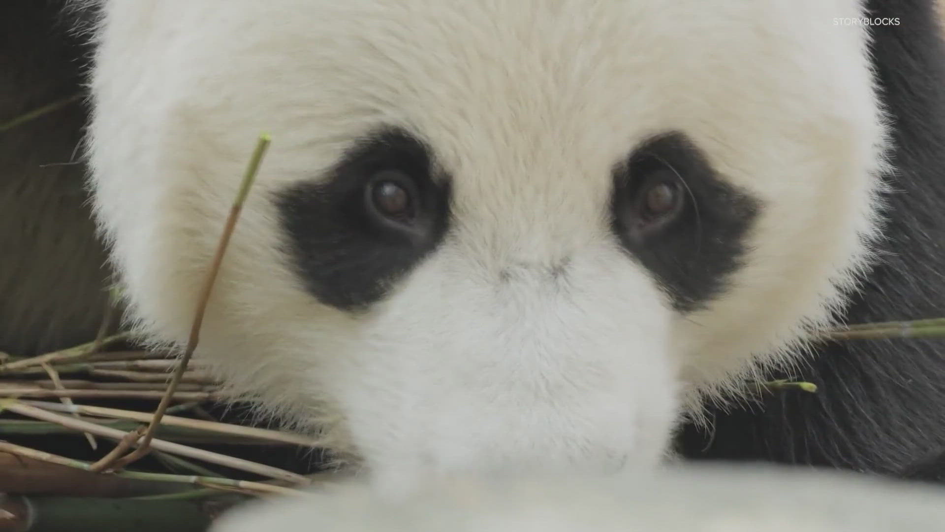 Watch Bao Li and Qing Bao: The Giant Panda Cam is back at the National Zoo | khou.com
