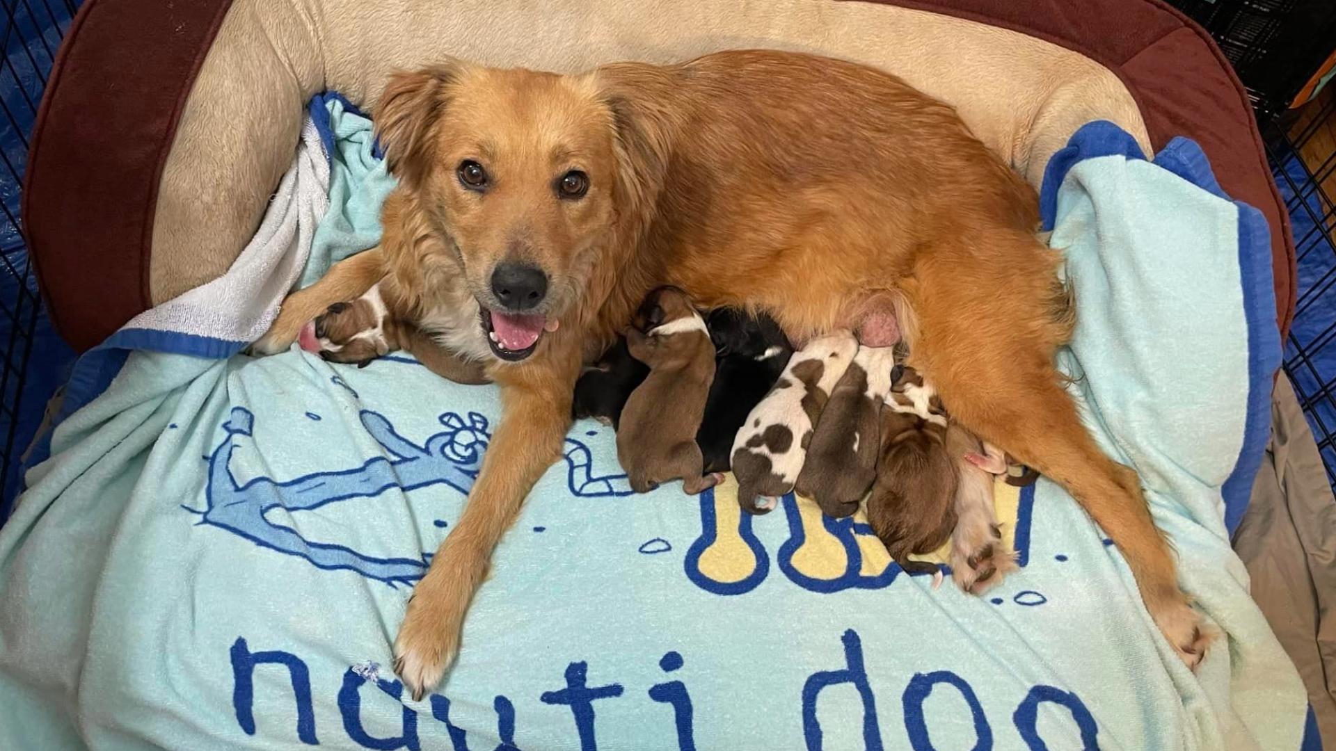 Connie the Container Dog dies from pythiosis | khou.com