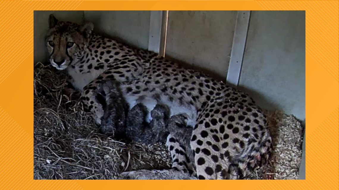 Baby cheetah cubs born at National Zoo | khou.com