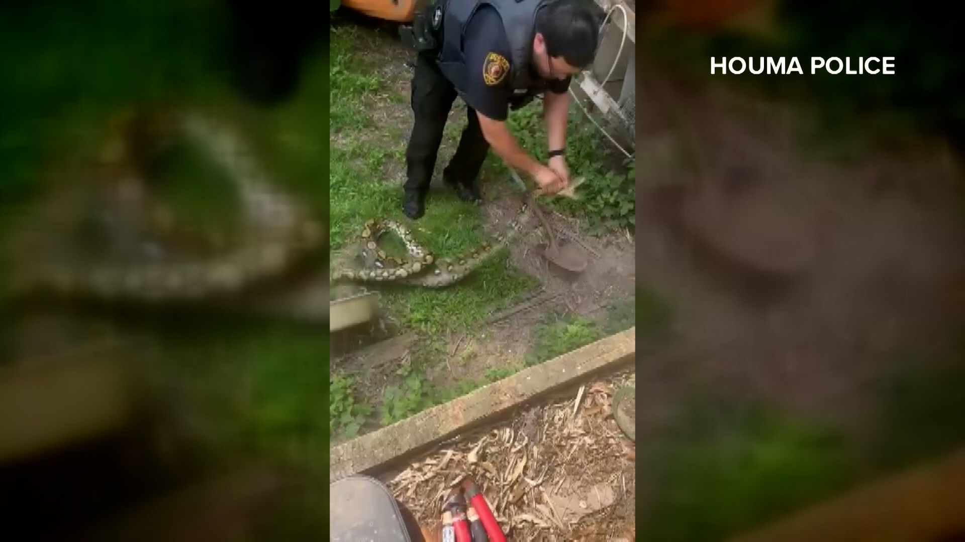 Houma man finds giant python in backyard | khou.com