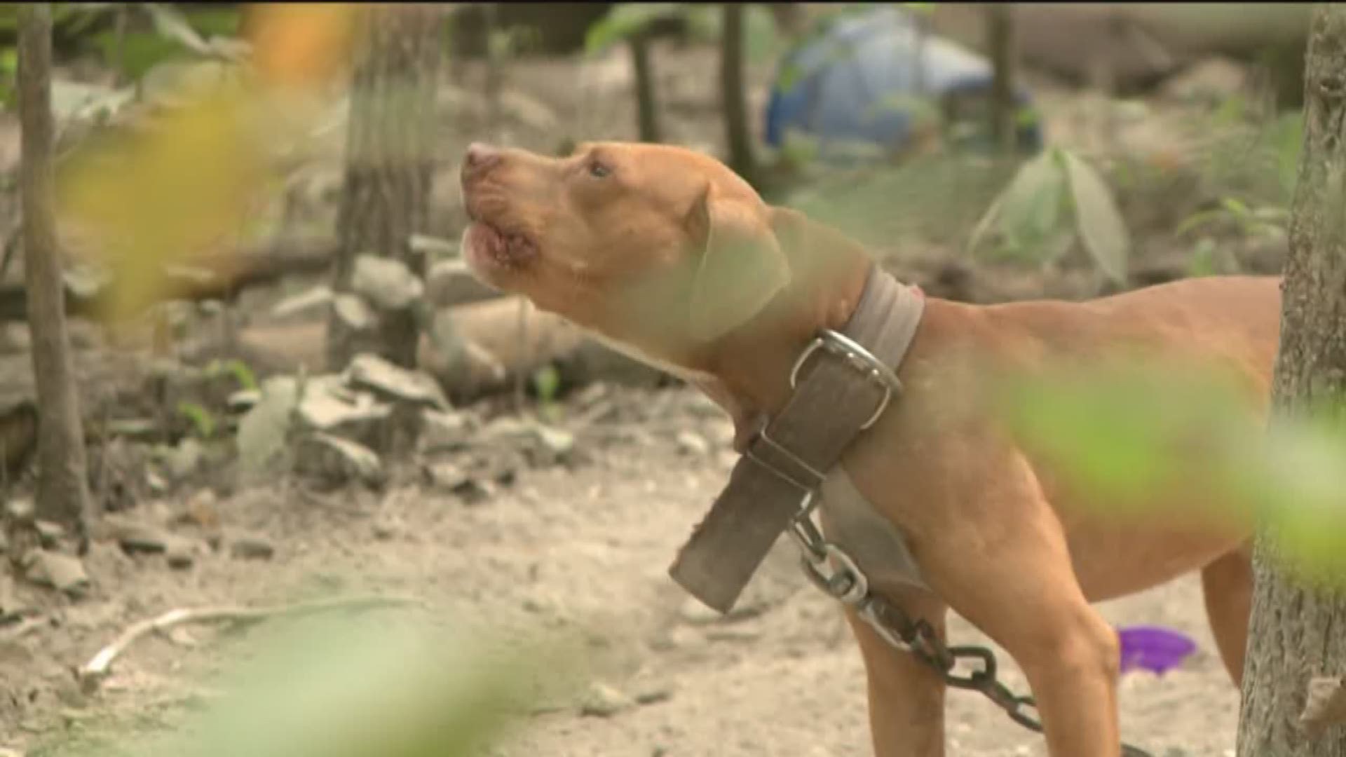 Ga. man who chained, starved nearly 100 dogs found guilty of 214 counts ...